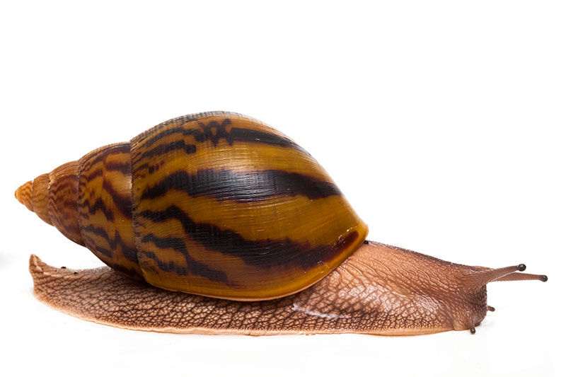 SNAIL FARMINGINTRODUCTION TO SNAIL FARMING 101 – Feed The West